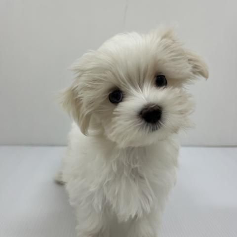 各店舗ペット情報 - Part 3